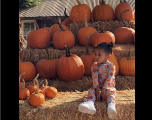 Champ de citrouilles : Où les cueillir en France ? - Livealike